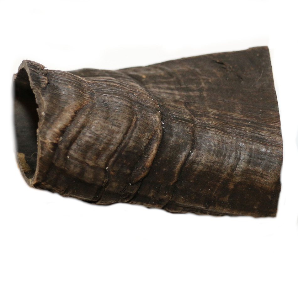 Australian Goat Horn - Doggy Devoted
